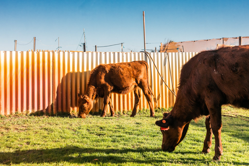 Gallery | Warroora Station